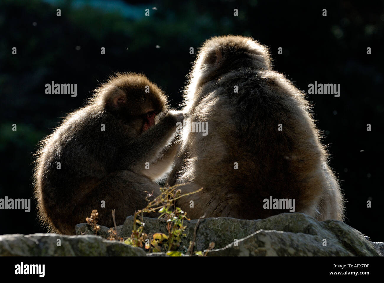 Japanese Macaques Macaca fuscata grooming backlight Jigokudani National ...