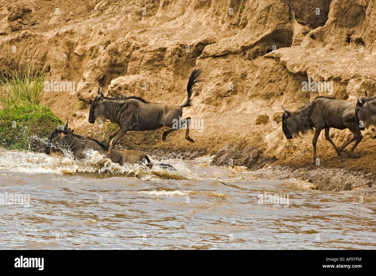 Wildebeest migration at a river crossing showing animals leaping into ...