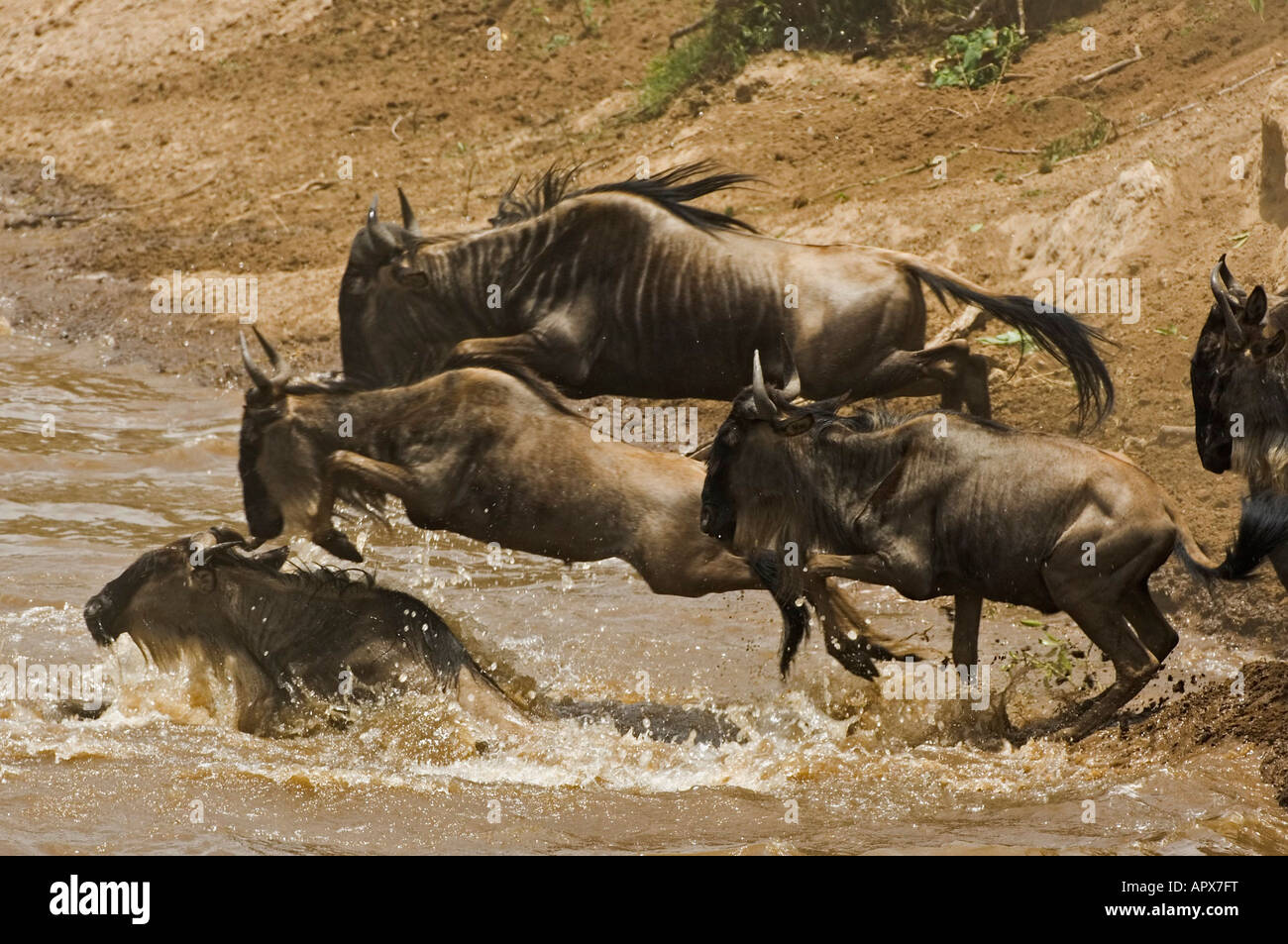 Wildebeest migration at a river crossing showing animals leaping into ...