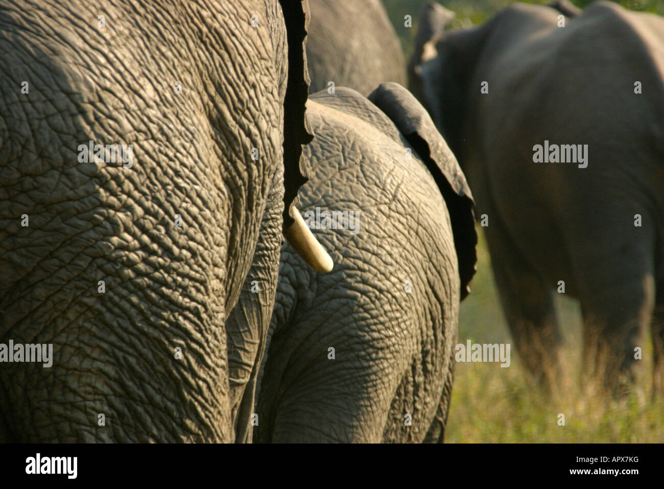 Big rear ends hi-res stock photography and images - Alamy