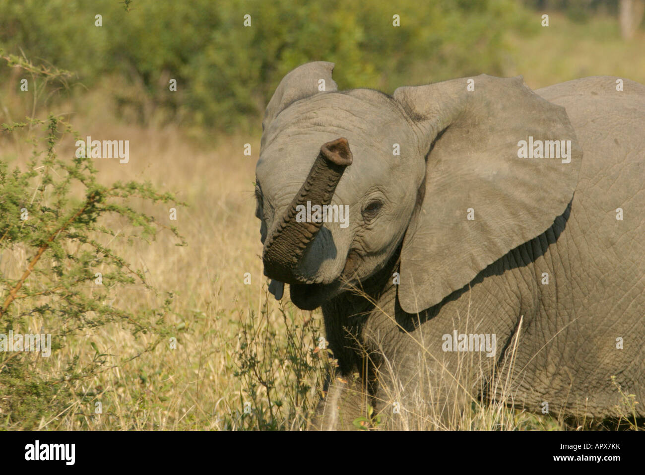 Young elephant waving its trunk Stock Photo - Alamy
