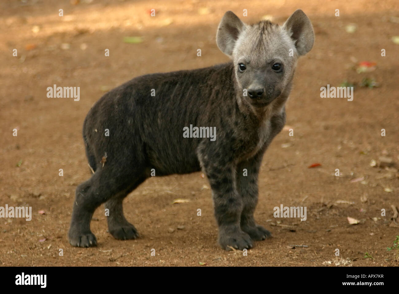 Spotted hyena pup; side view Stock Photo - Alamy