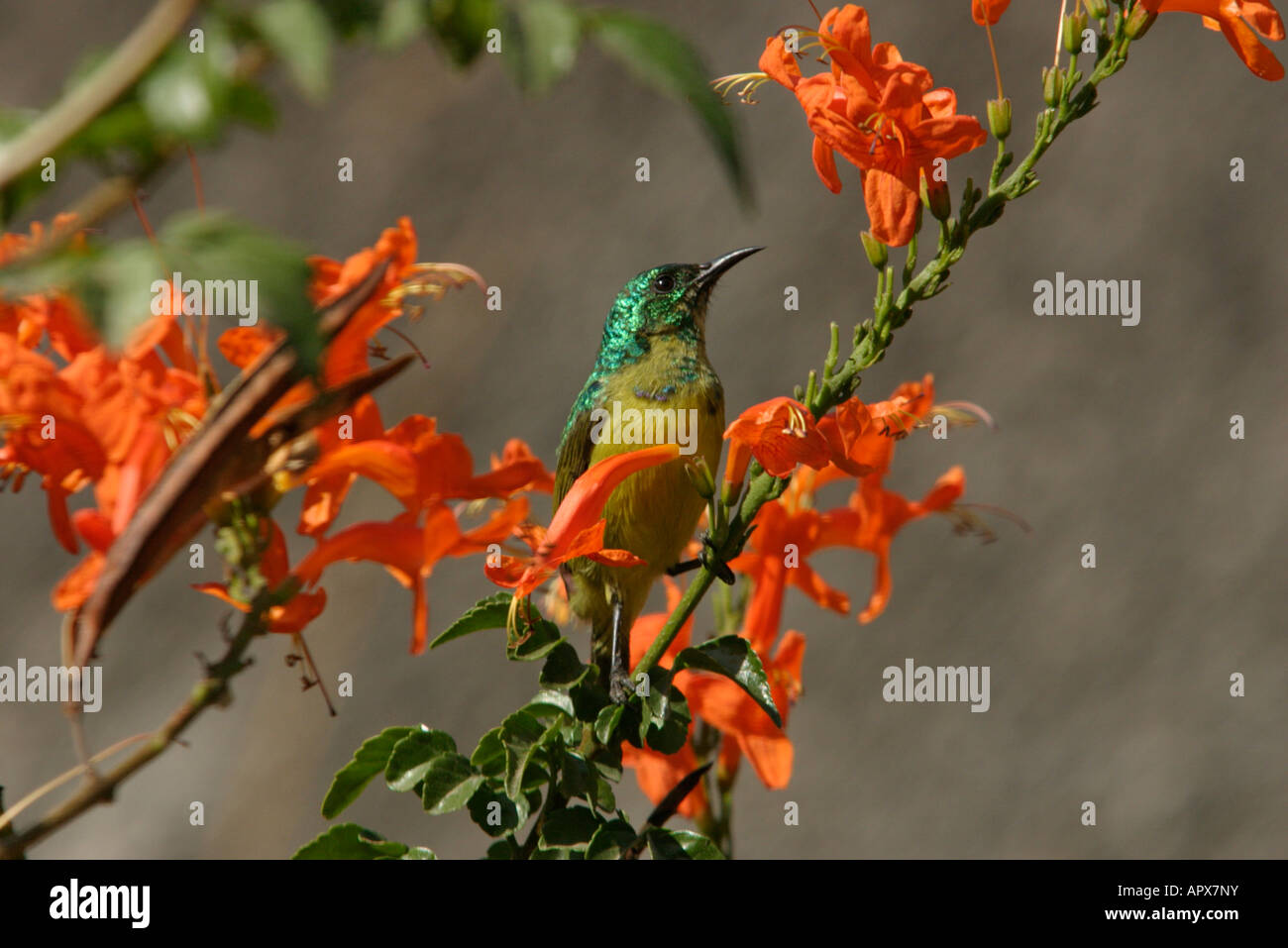 Yellow-bellied Sunbird perched in Cape honeysuckle Stock Photo - Alamy