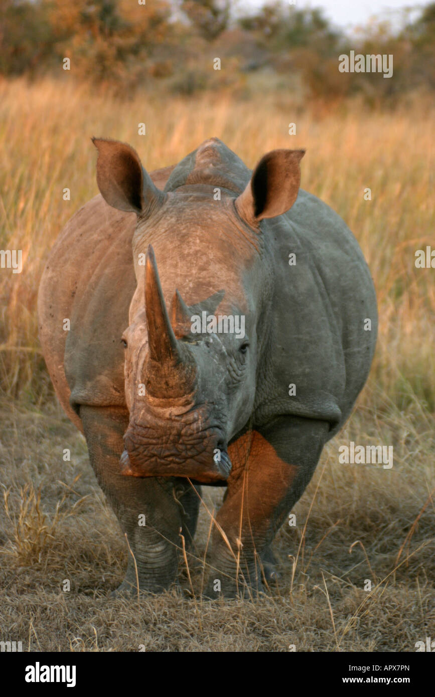 Frontal view of a white rhinoceros Stock Photo - Alamy