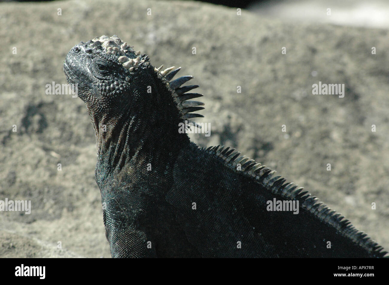 Marine Iguana, Galapagos Islands Stock Photo - Alamy
