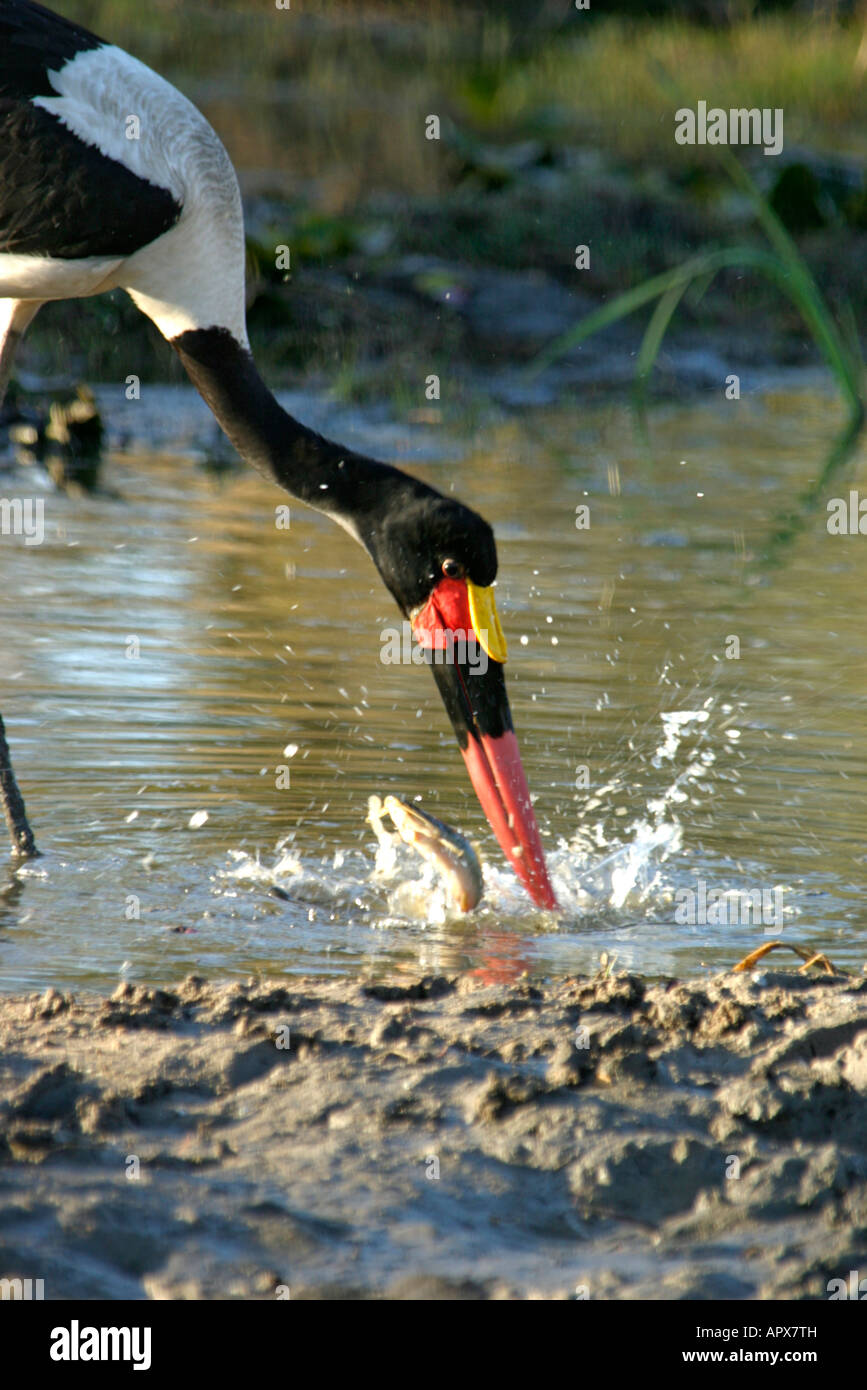 Saddle-Billed stork catching a fish Stock Photo - Alamy
