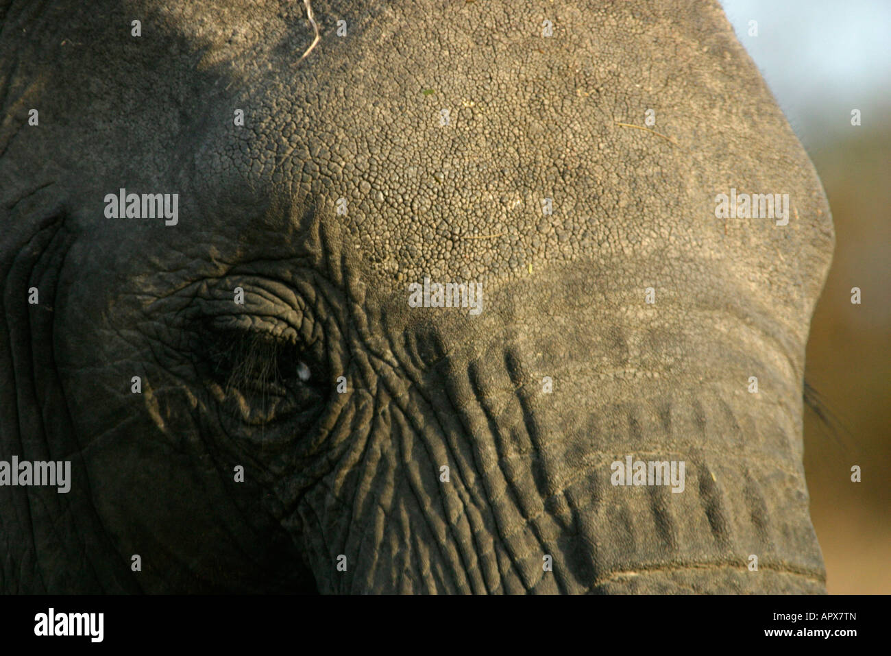 Close up of the forehead and eye of an elephant Stock Photo - Alamy