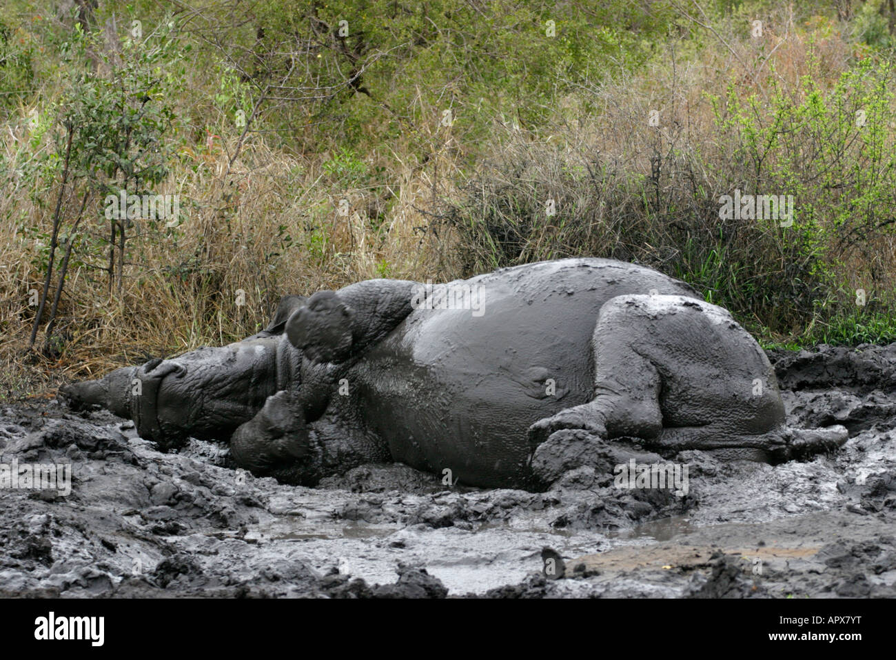 White rhinoceros wallowing in mud Stock Photo - Alamy