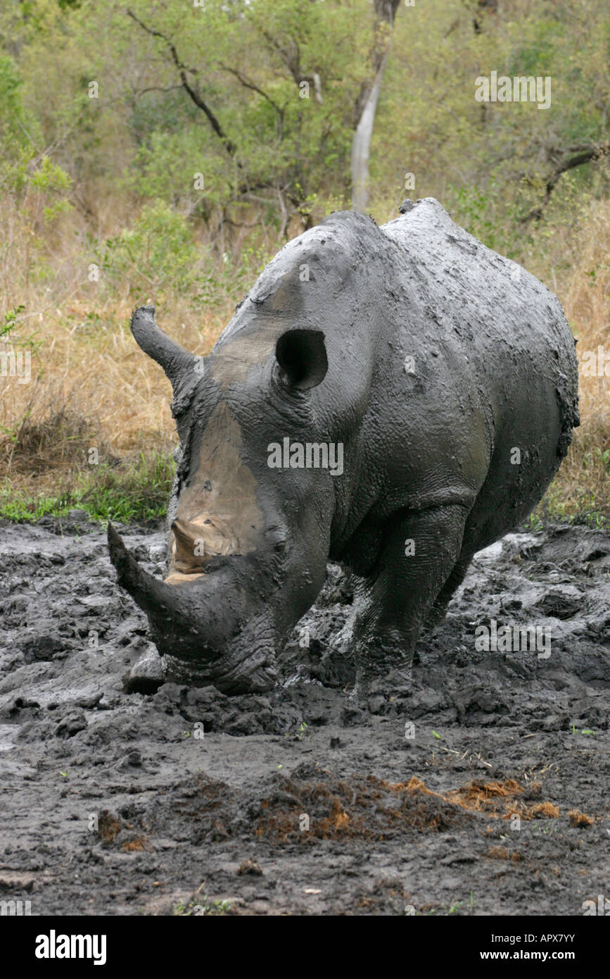 A white rhinoceros in a mud wallow Stock Photo - Alamy