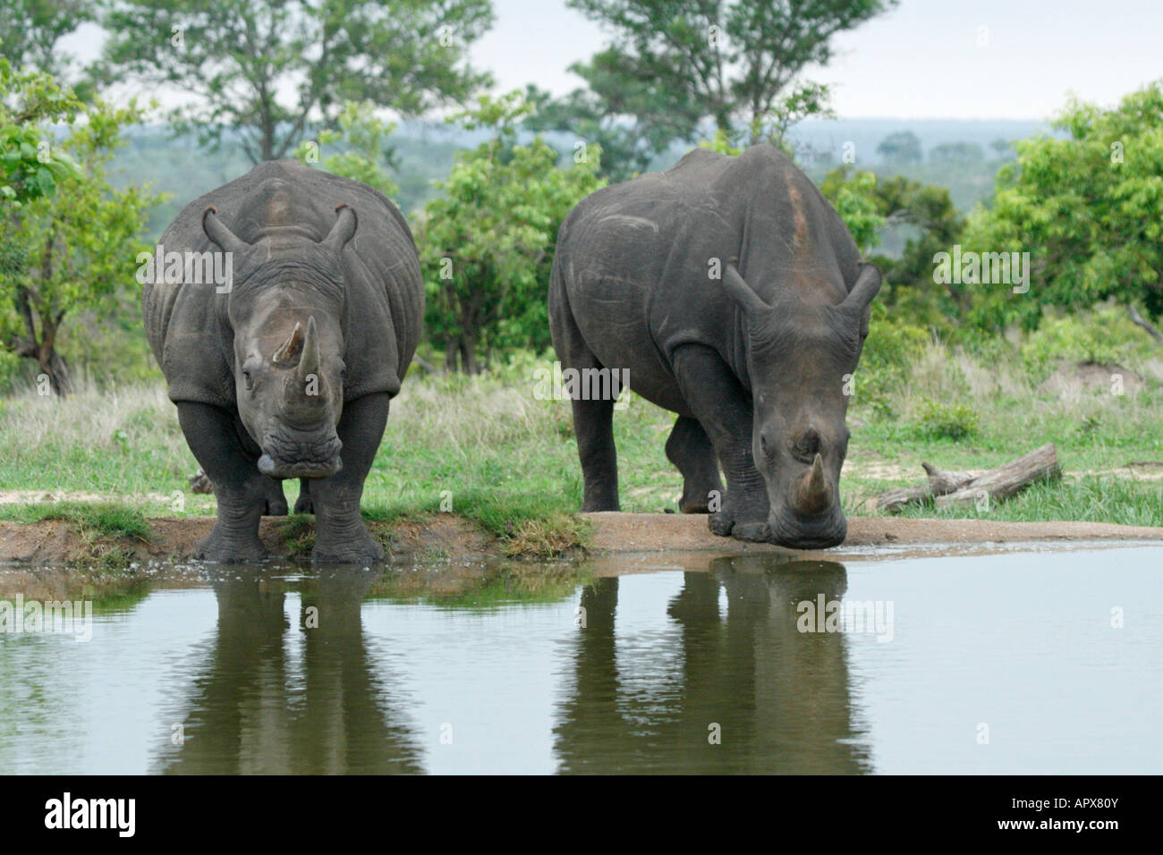 Armoured rhinoceros hi-res stock photography and images - Alamy