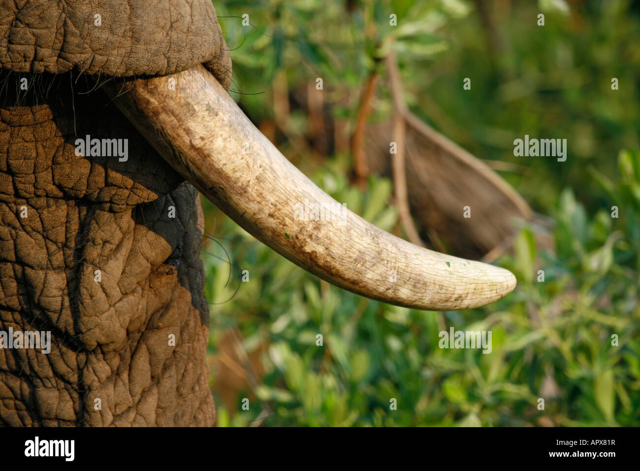 Elephant close up of tusk Stock Photo - Alamy