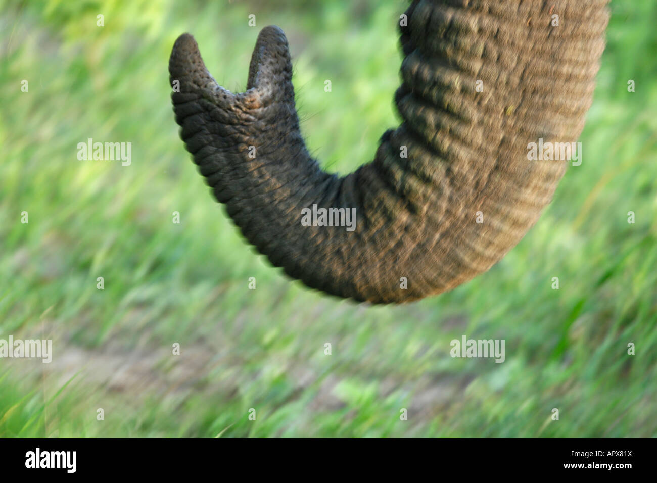 African elephant trunk tip close up hi-res stock photography and images ...