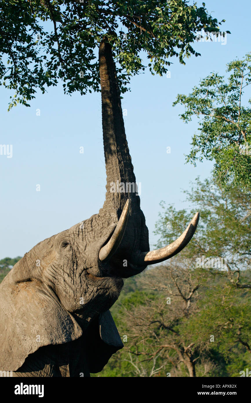 Elephant reaching up with trunk to feed on leaves Stock Photo - Alamy
