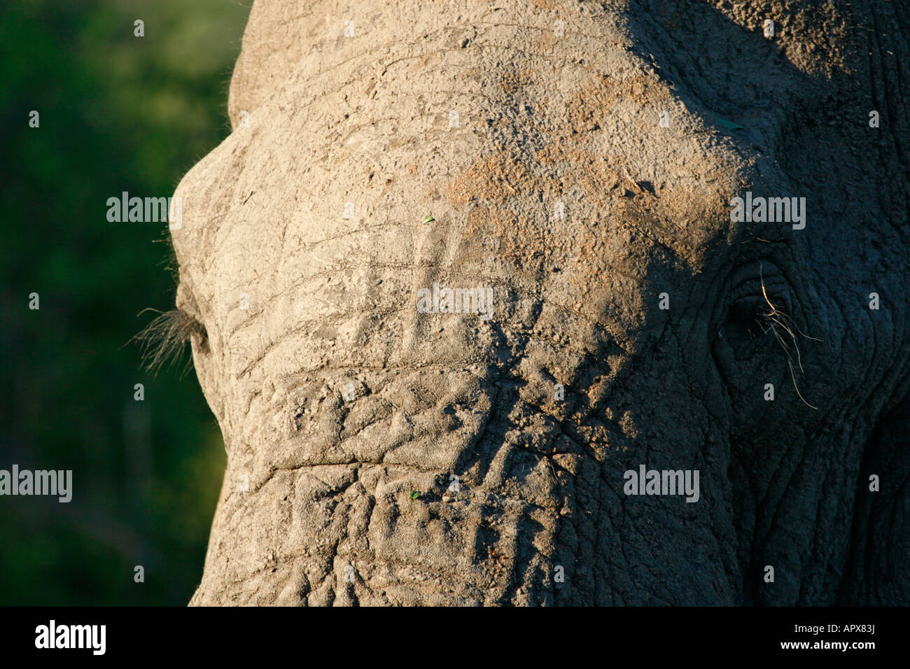 Elephant close-up of head showing skin texture Stock Photo - Alamy
