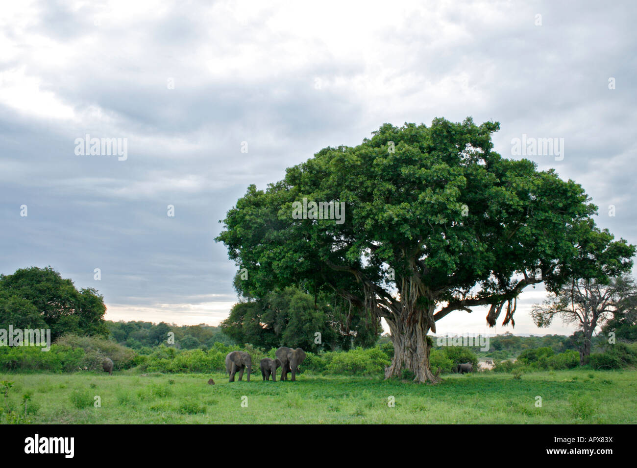 Group of three Elephants dwarfed by a massive fig tree on the banks of ...