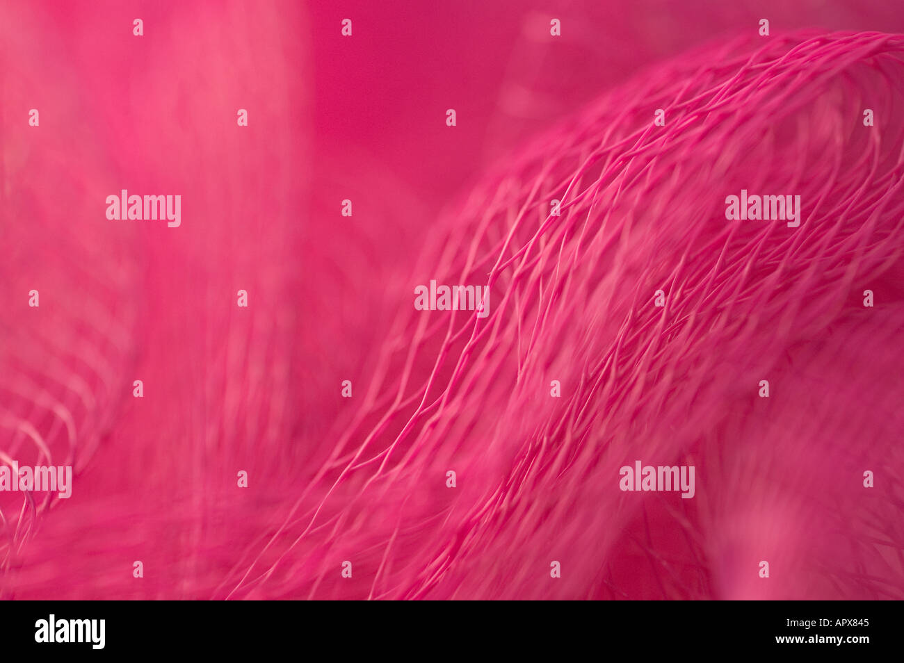 web of pink netting Stock Photo - Alamy