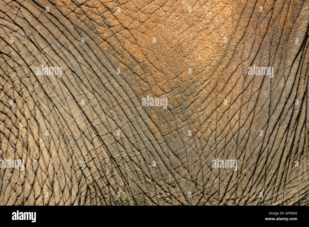 Abstract of wrinkled gray elephant skin Stock Photo - Alamy