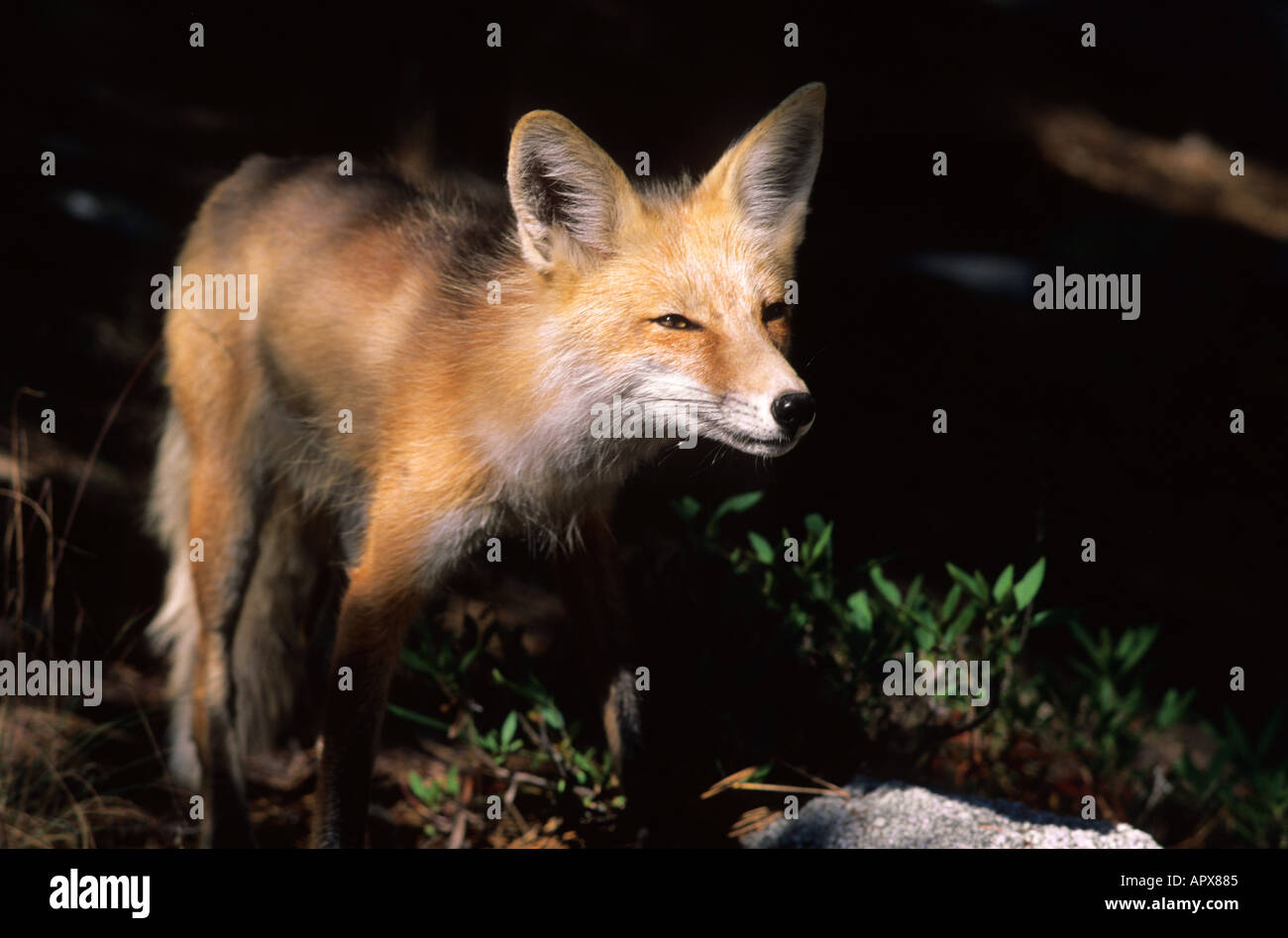 A red fox in the shadows of the forest Stock Photo - Alamy