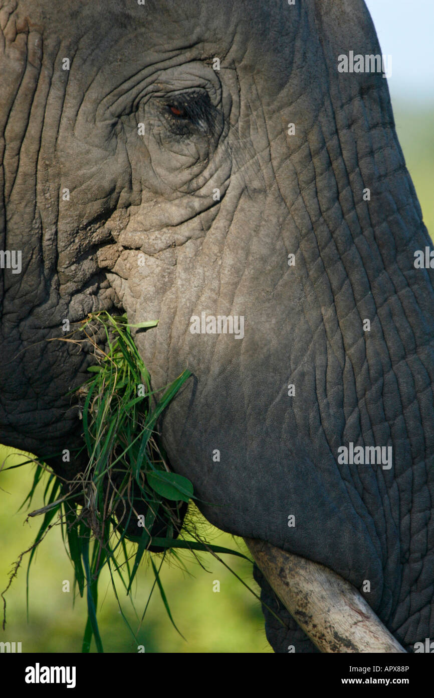 Close-up side view portrait of Elephant feeding Stock Photo - Alamy