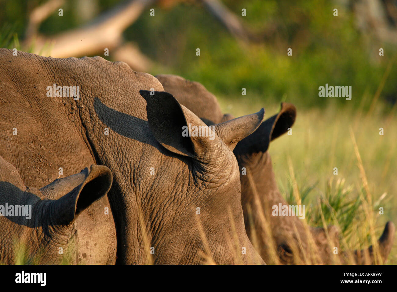 View of ears of three Rhino standing in a row Stock Photo - Alamy