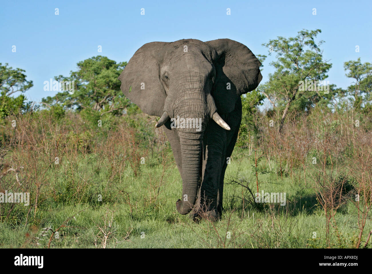 Lone Elephant walking directly towards the camera Stock Photo - Alamy