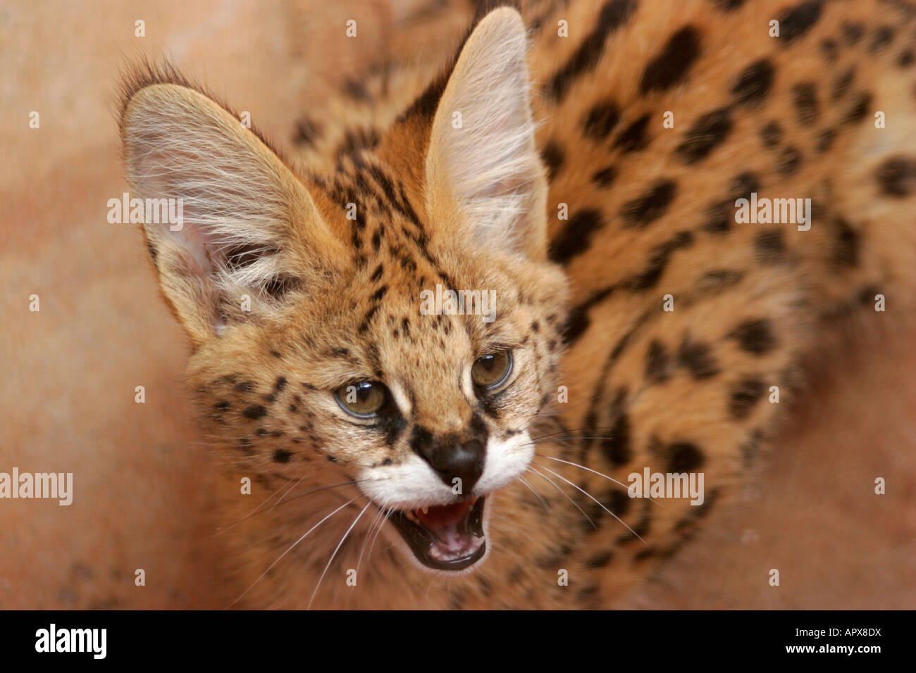 Close up of a young Serval snarling Stock Photo - Alamy