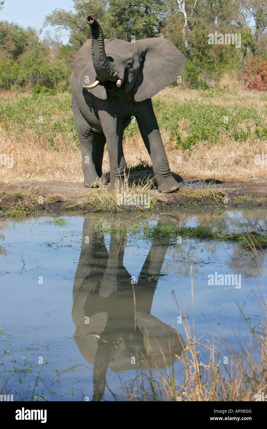 Elephant with trunk raised reflected in small pool Stock Photo - Alamy