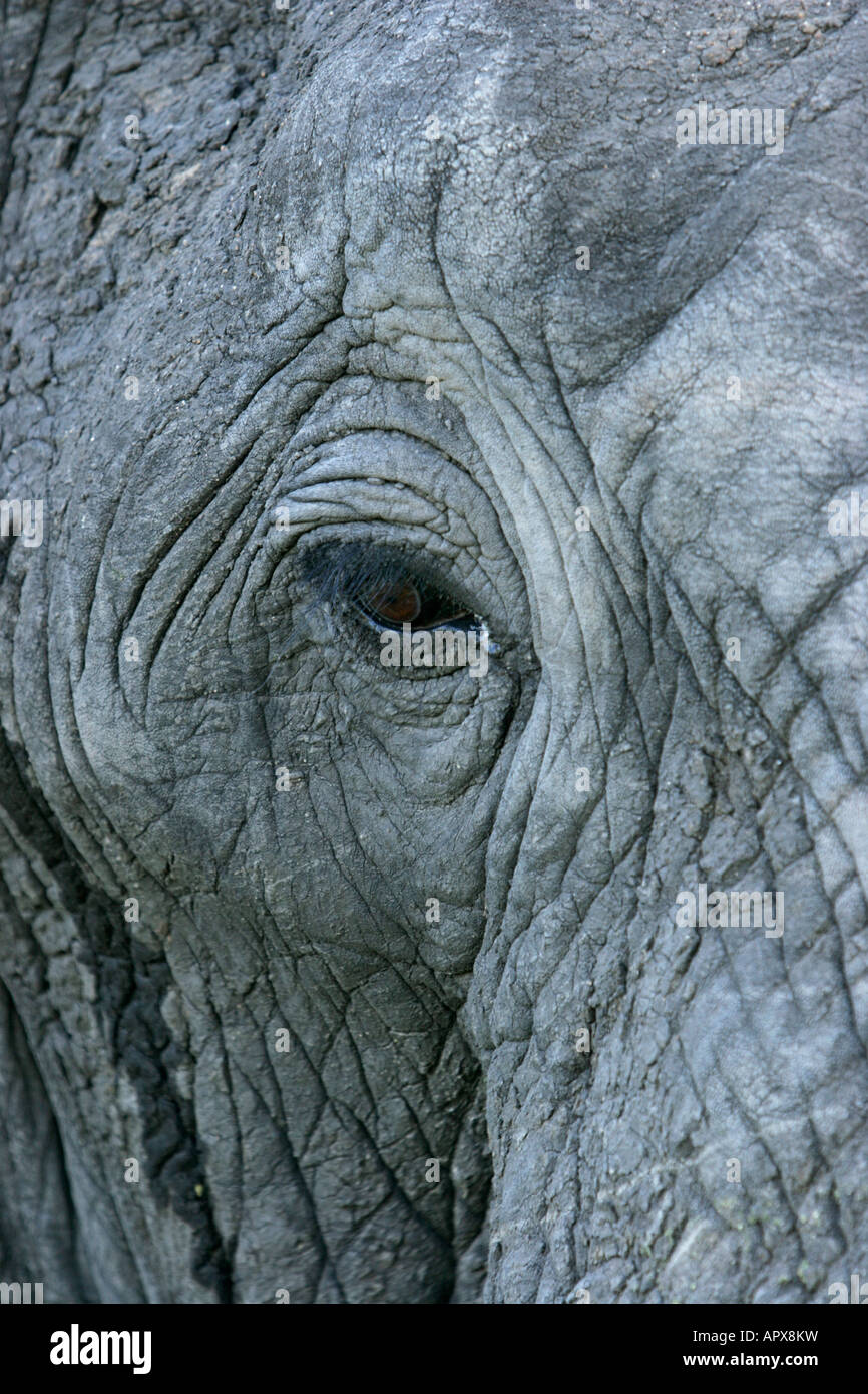 Close up of Elephant eye Stock Photo - Alamy