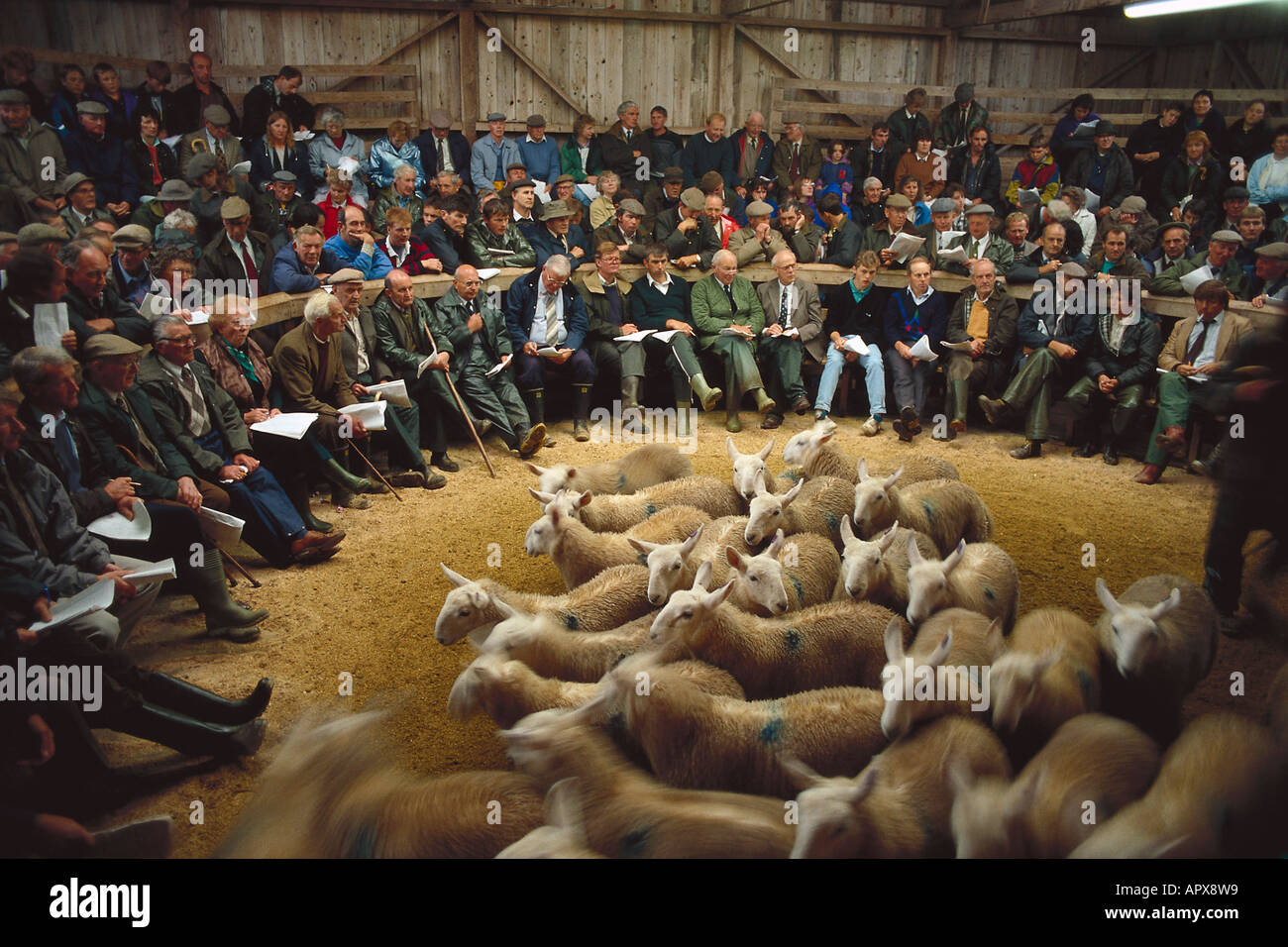 Sheep sale lairg sutherland scotland hi-res stock photography and ...