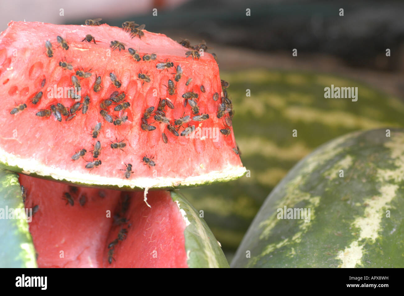wasps on watermelon, street Marrakesh, Morocco Stock Photo - Alamy