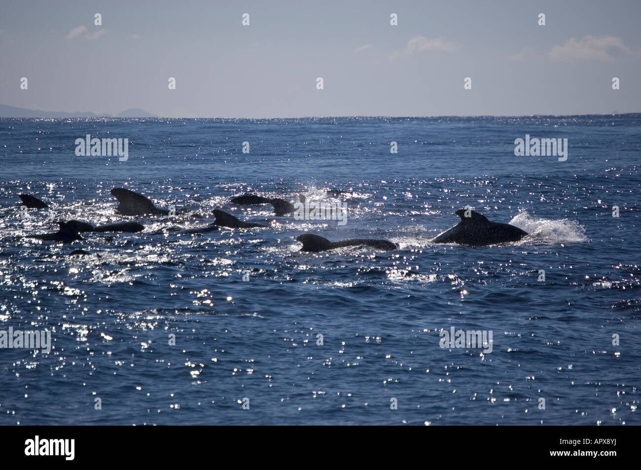 Globicephala malaena hi-res stock photography and images - Alamy