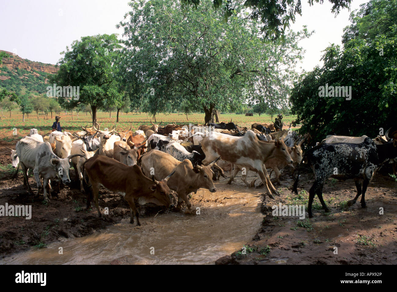 Cattle crossing a river hi-res stock photography and images - Alamy