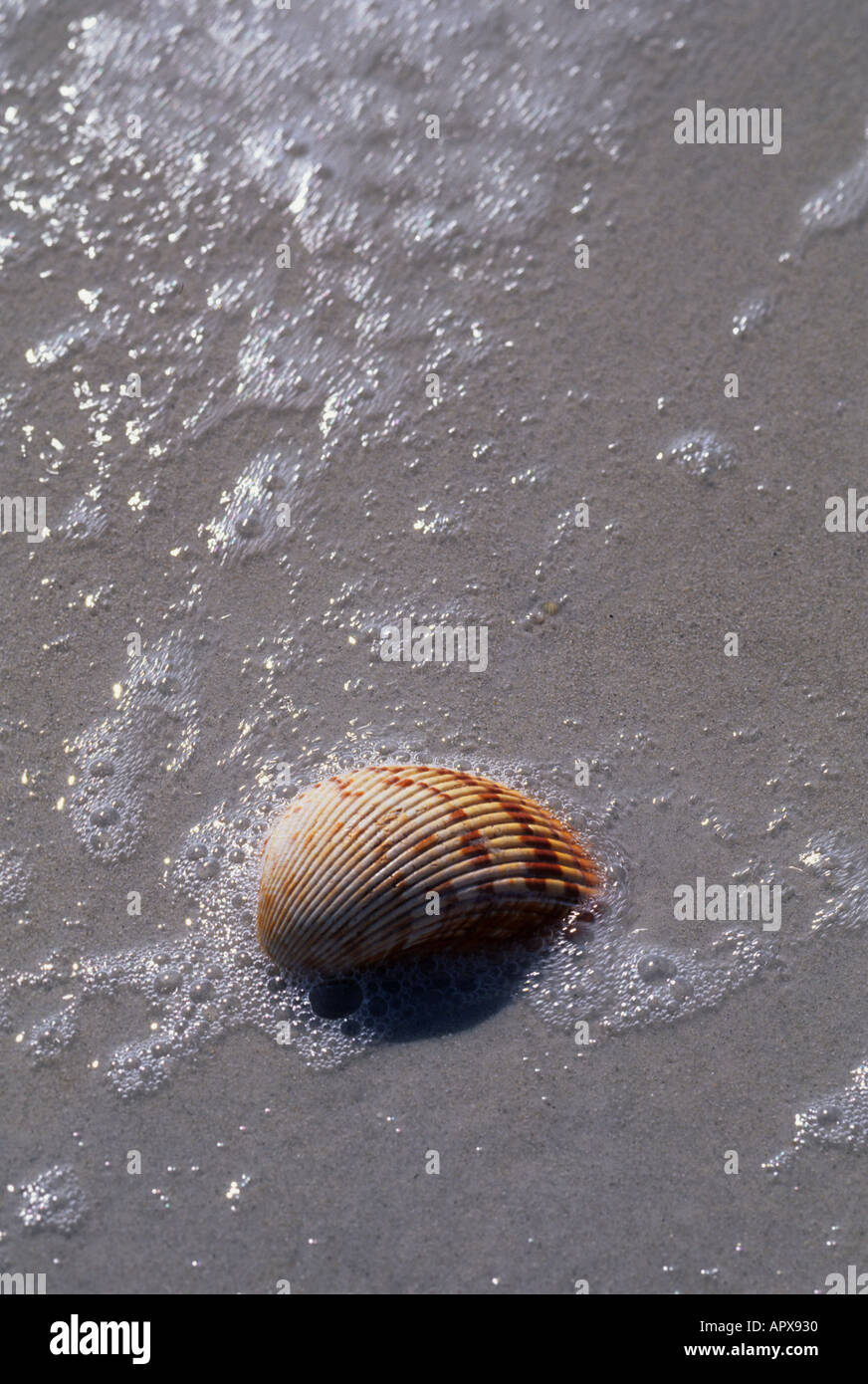 A sea shell on a sandy beach Stock Photo - Alamy