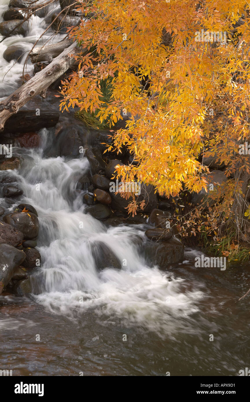 Waterfall over boulders in fall with Golden Yellow Aspen Tree on Oak ...