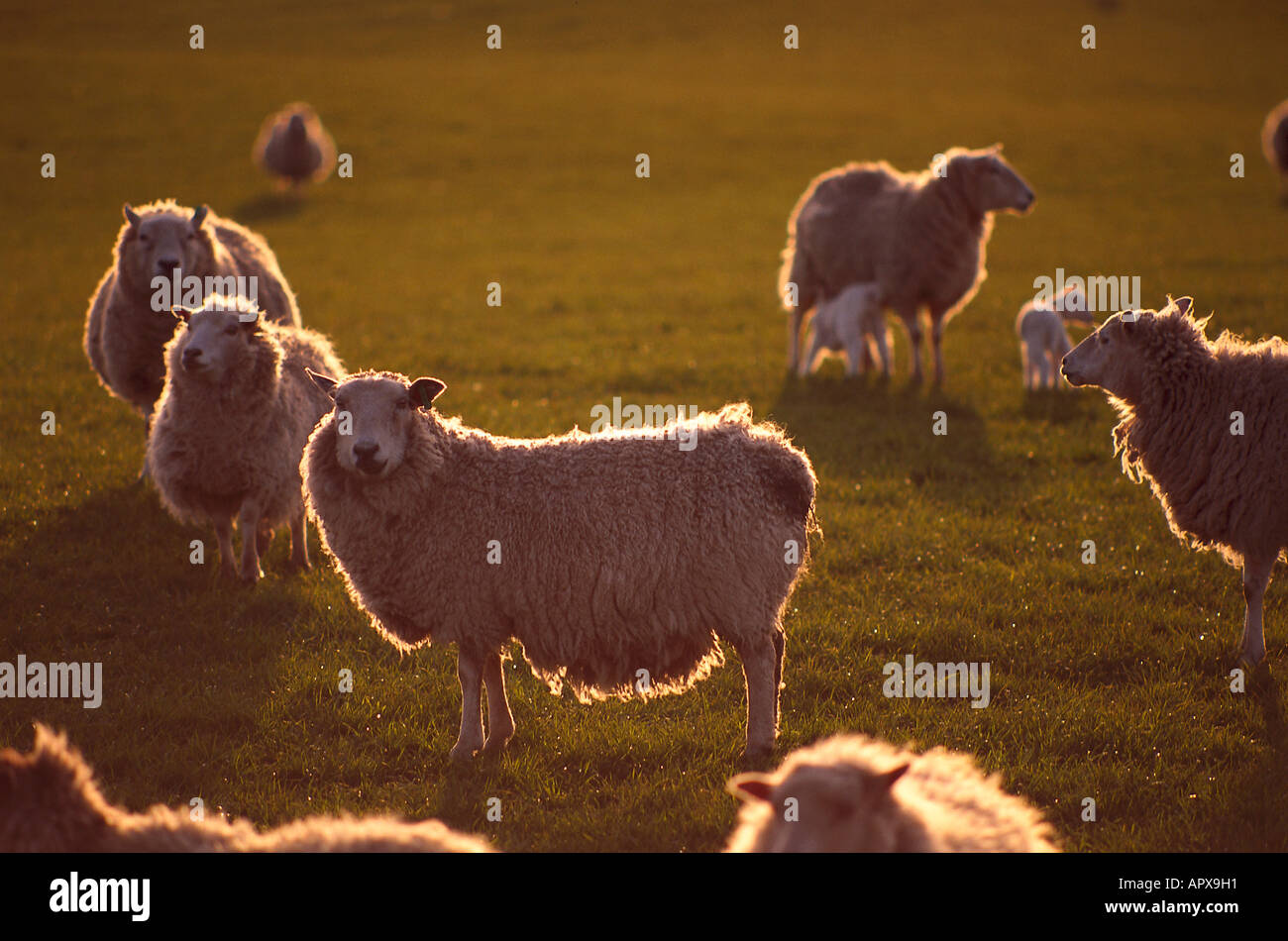Sheep flock britain hi-res stock photography and images - Alamy
