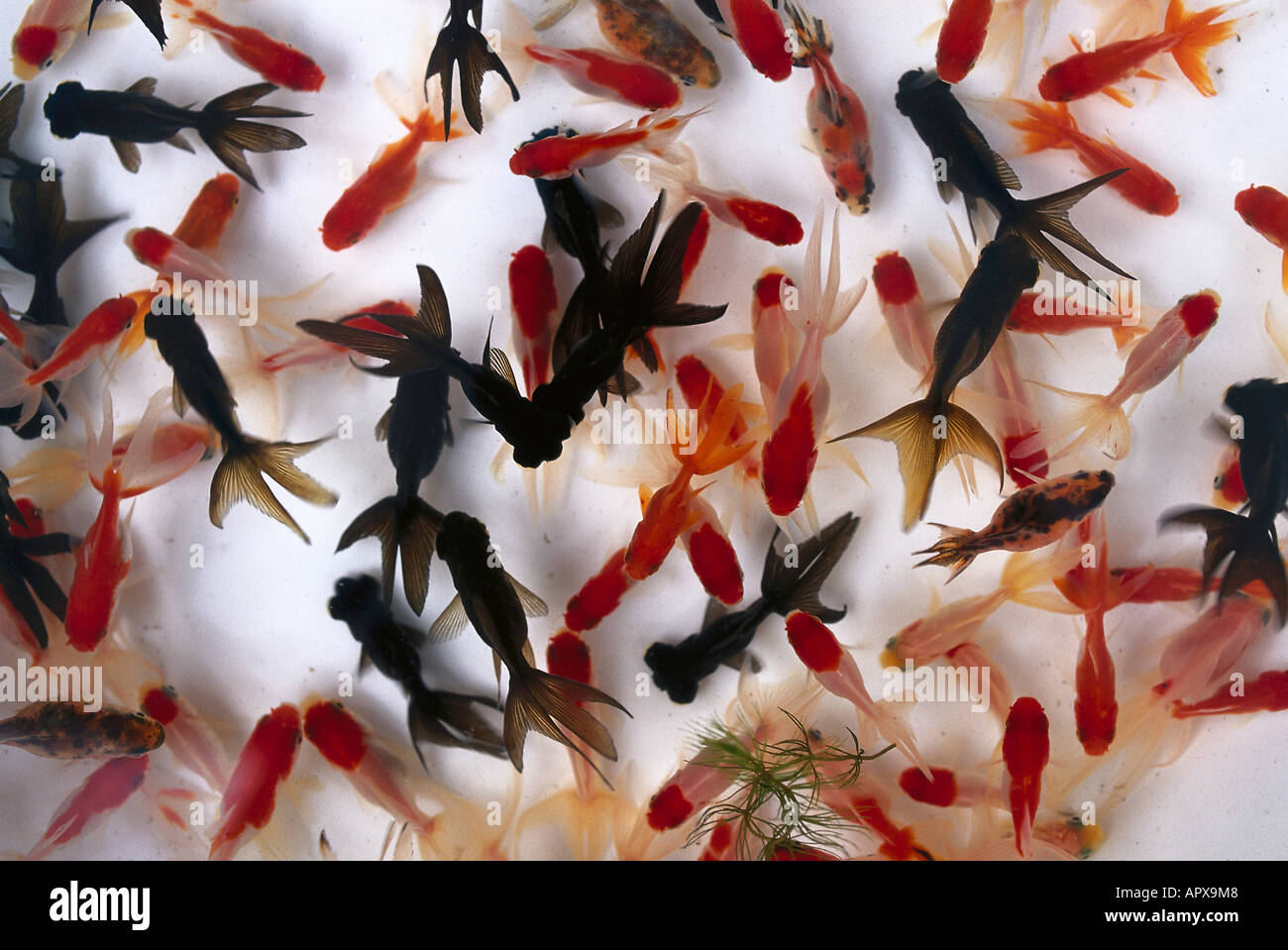 Tiny Fishes, Chengdu China Stock Photo - Alamy
