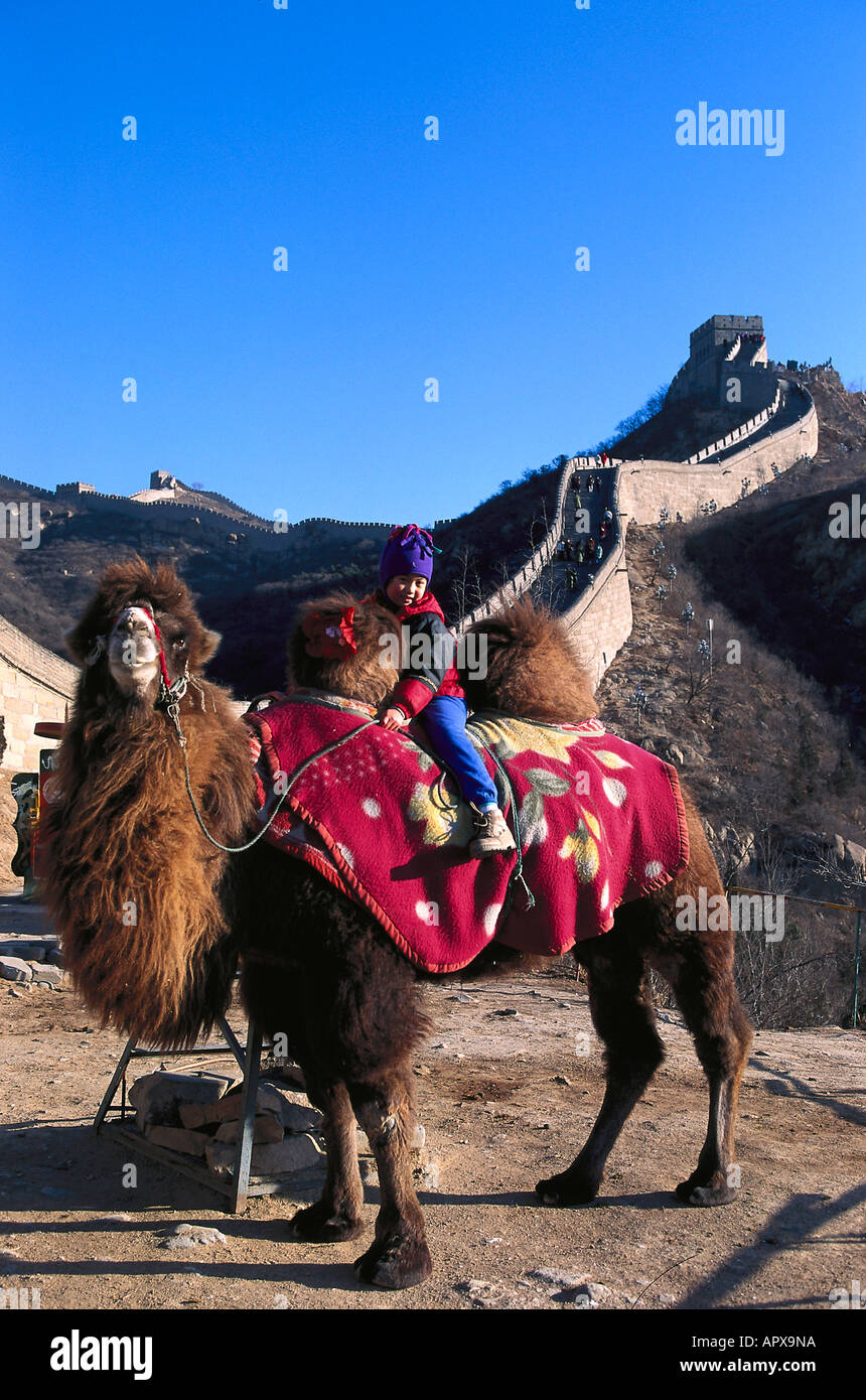 Camel, Great Chinese Wall, Badaling China Stock Photo - Alamy