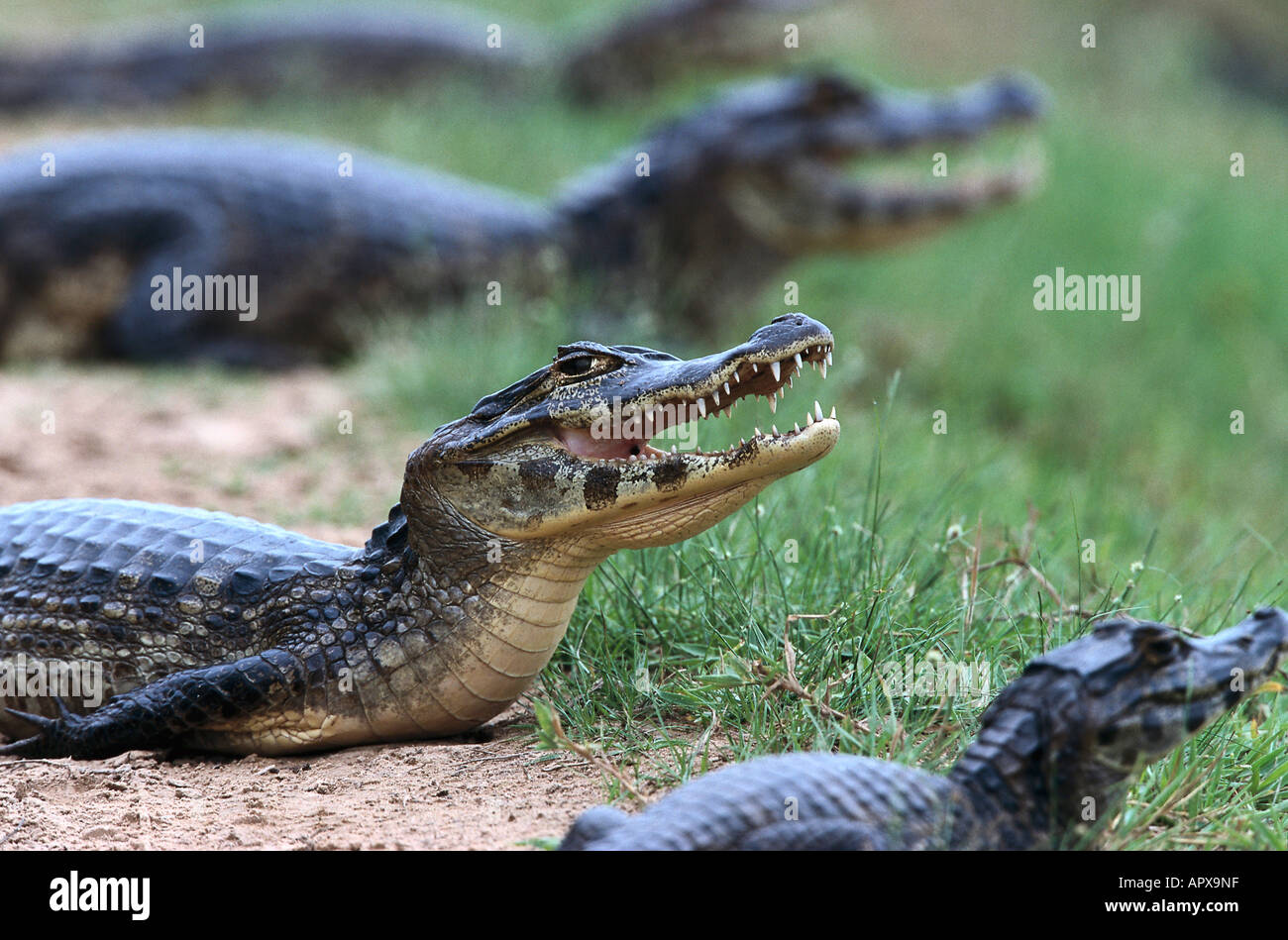 Caiman, Caimaninae, Pantanal, Mato Grosso, Brazil Stock Photo - Alamy