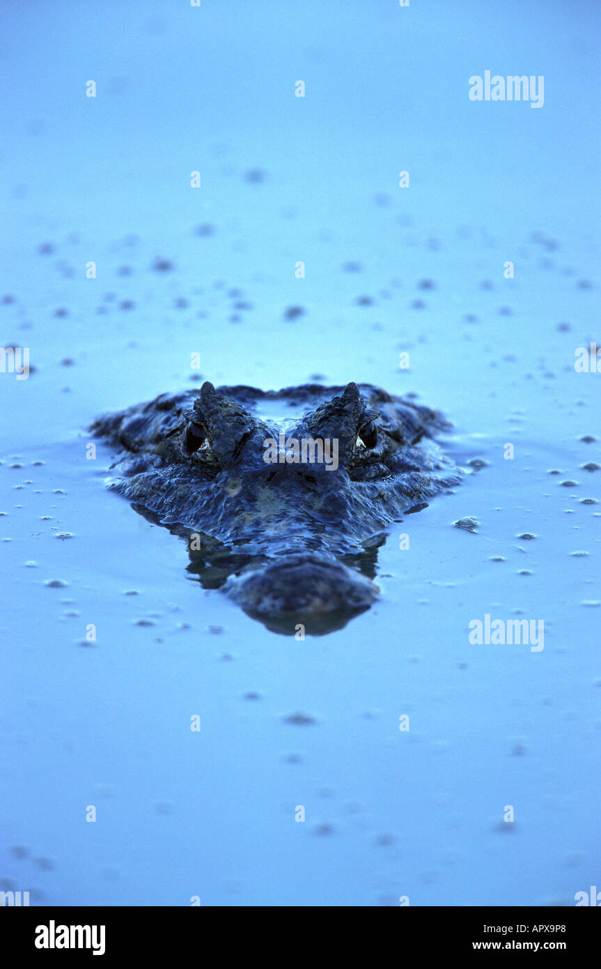 Caiman submerged in water, Caimaninae, Pantanal, Mato Grosso, Brazil ...