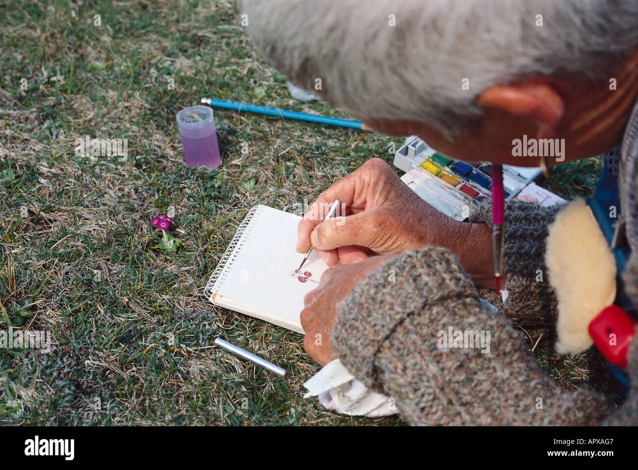 illustrating a Scottish Primrose, Orkney, Scotland, Great Britain Stock ...