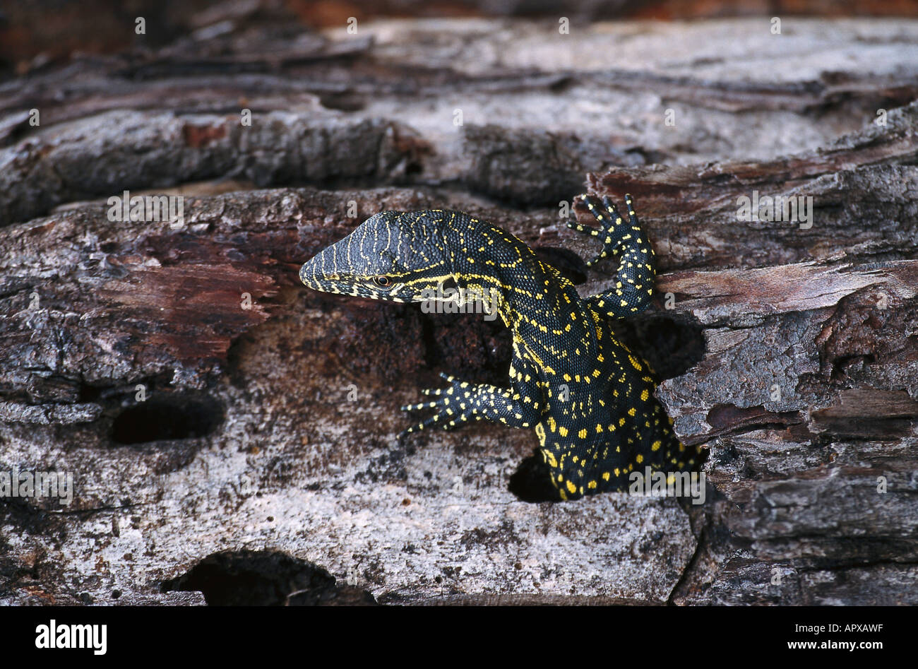 Lizard on a tree stump, Serengeti National Park, Tanzania Stock Photo ...