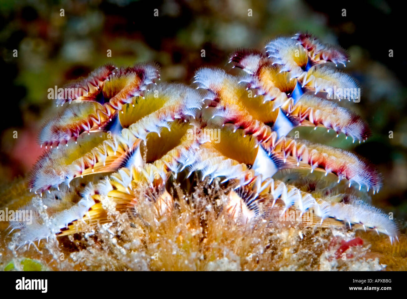 These tiny Christmas Tree Worms exhibit diverse colors at their site ...