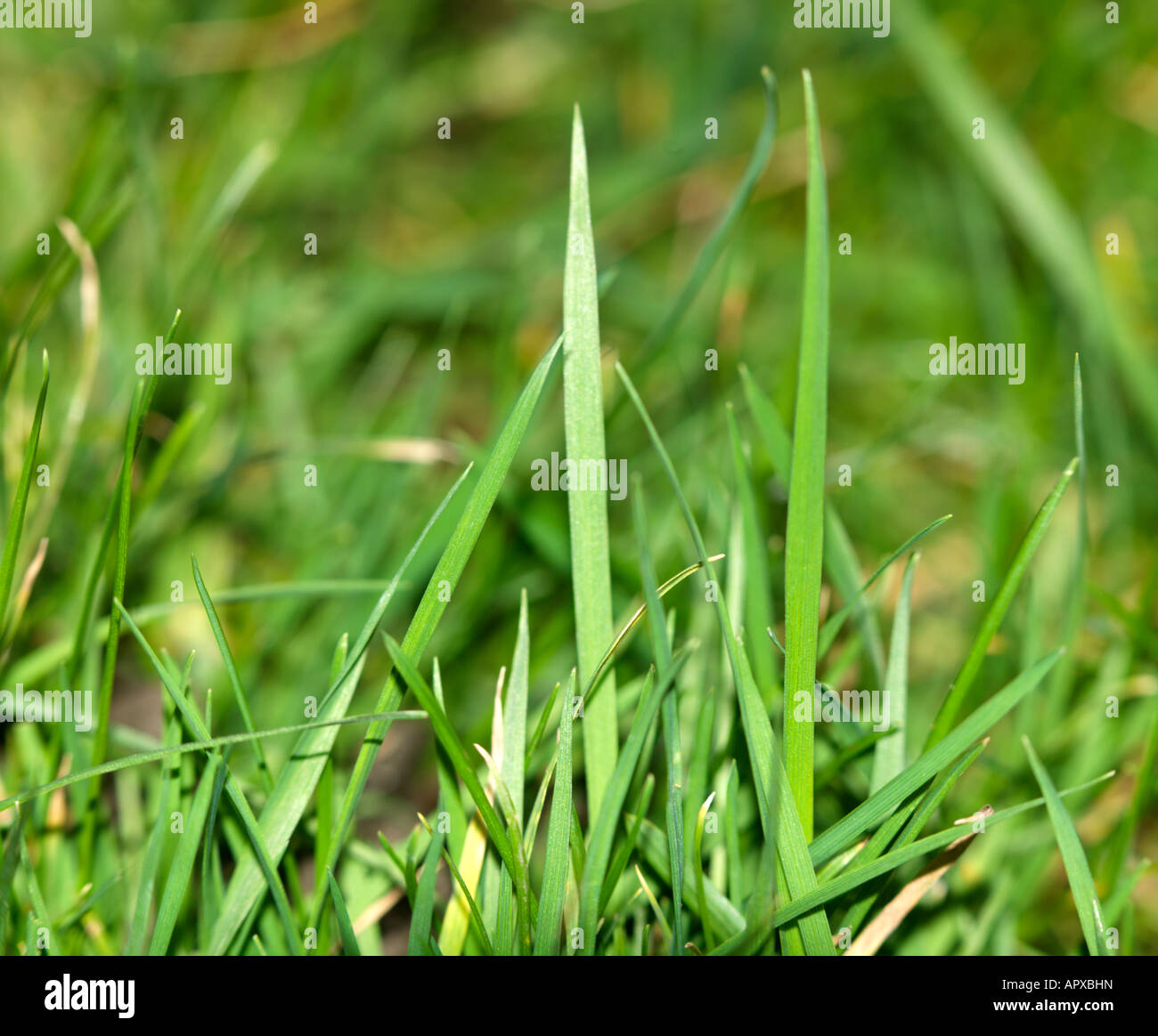 Close up of blades of grass in a Lawn Stock Photo - Alamy