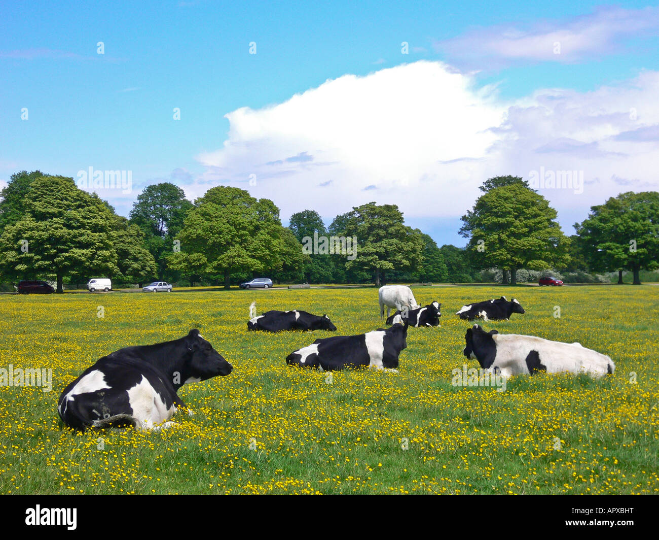 A pastoral English scene black and white cows lying down in a meadow ...