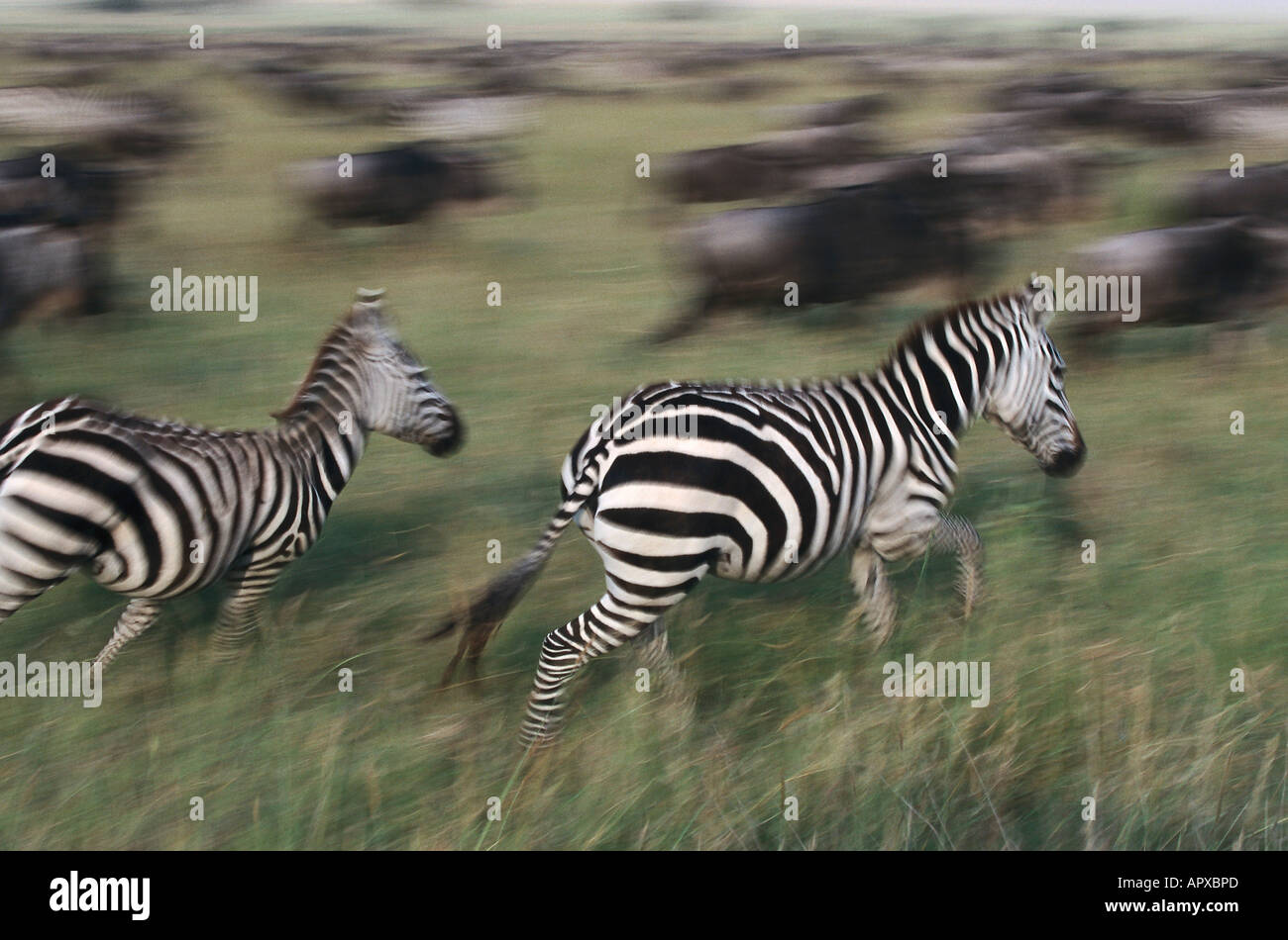 Fleeing animal hi-res stock photography and images - Alamy