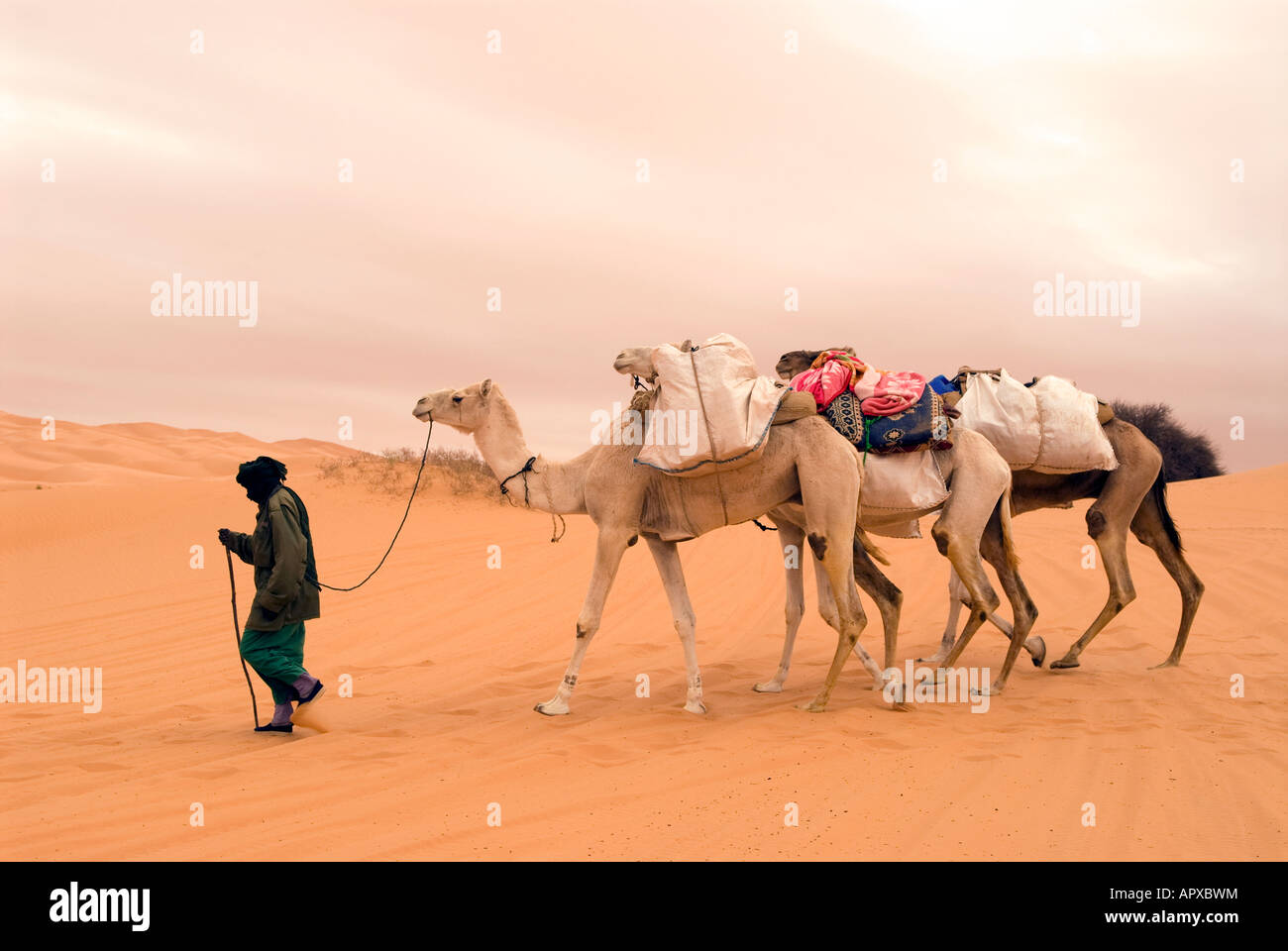 Man sahara desert camels hi-res stock photography and images - Alamy