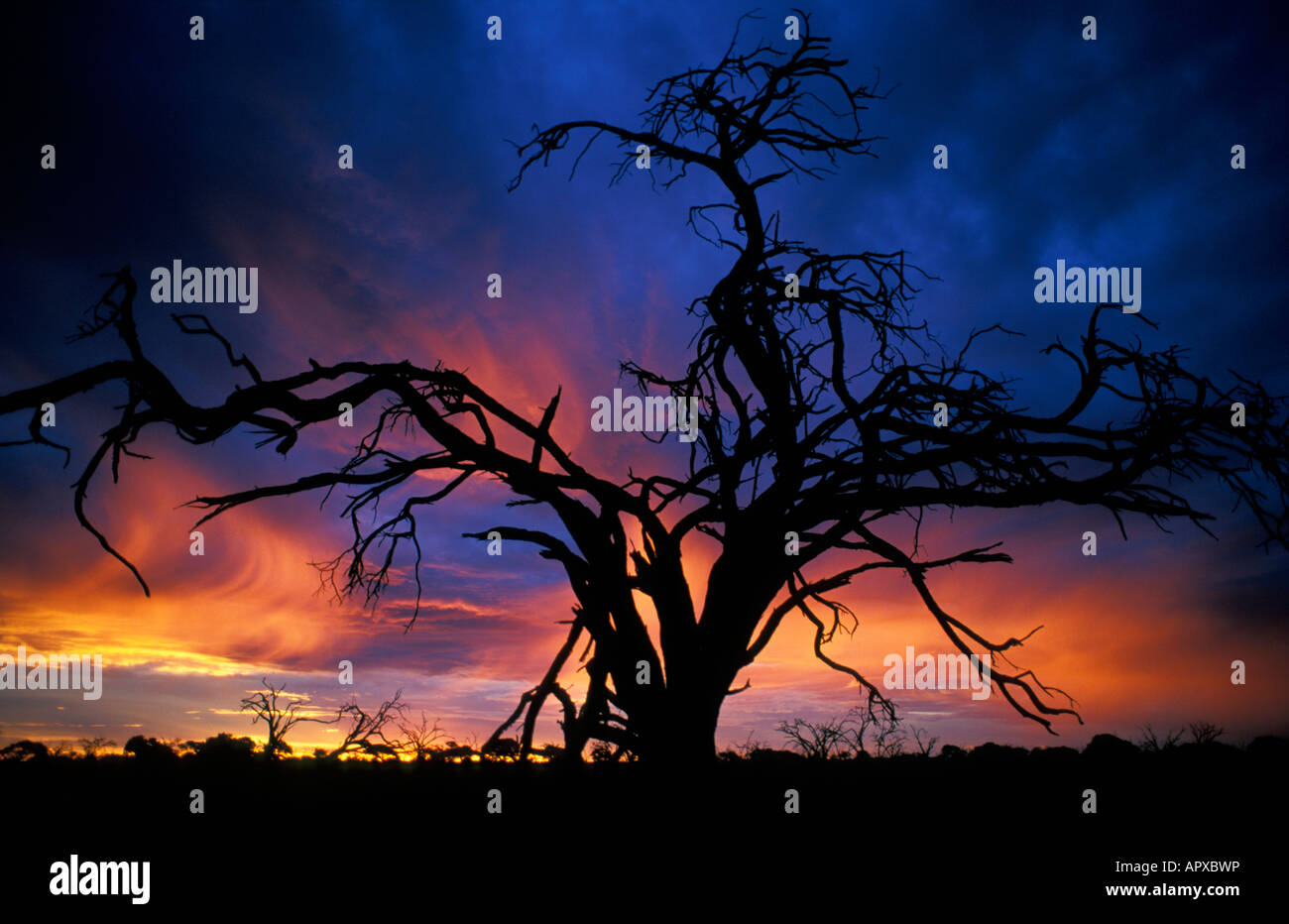 A skeleton of a long dead tree is cast in stark relief by a stunning ...