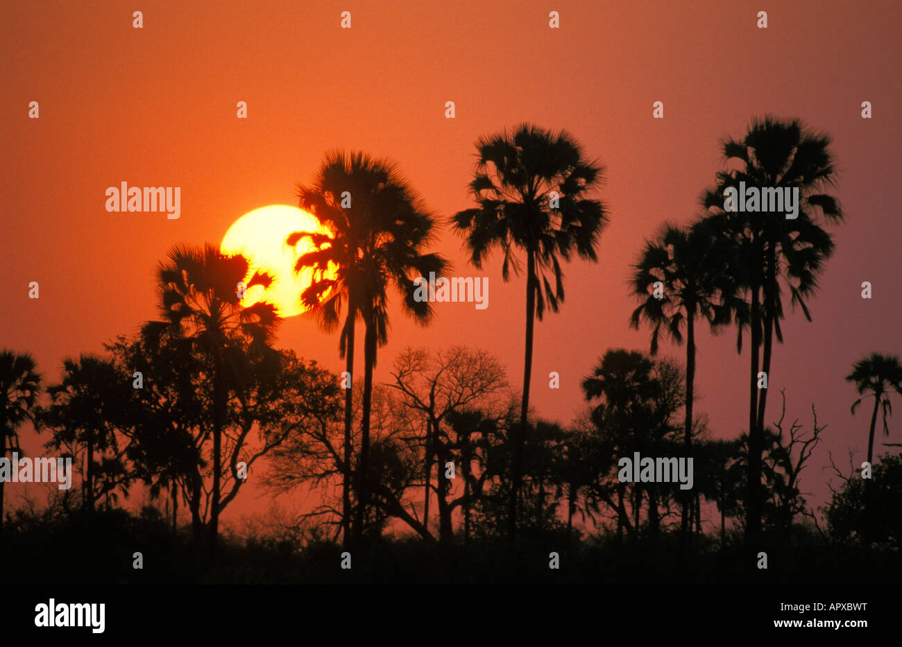 Sunset with vivid orange sky behind tall Llala palms Stock Photo - Alamy