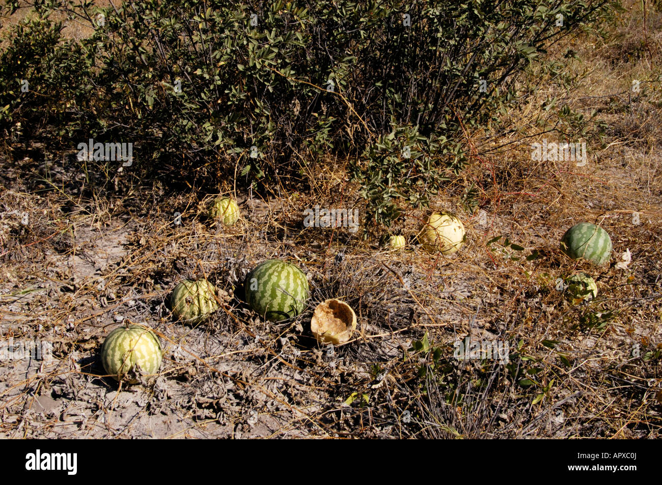 Tsama hi-res stock photography and images - Alamy