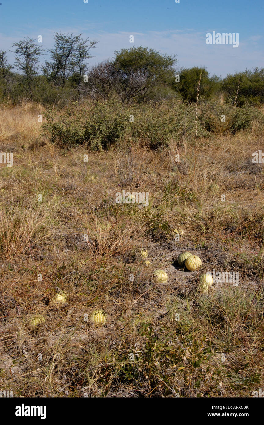 Tsama hi-res stock photography and images - Alamy